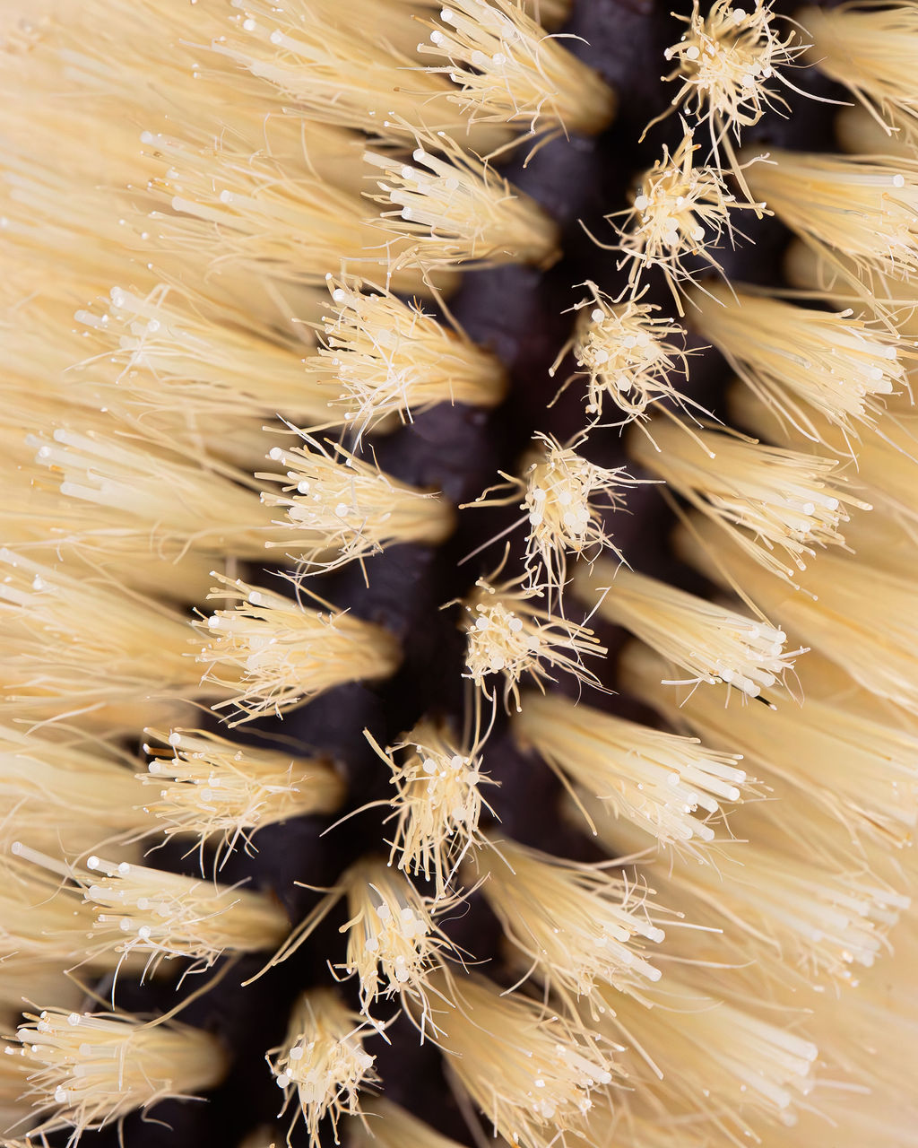 Dom Dom Round Large Bristle Brush – Max Pope